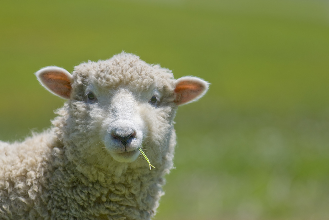 A Sheep in Wolf’s Clothing: The Fines or Penalties Exclusion in RWI ...